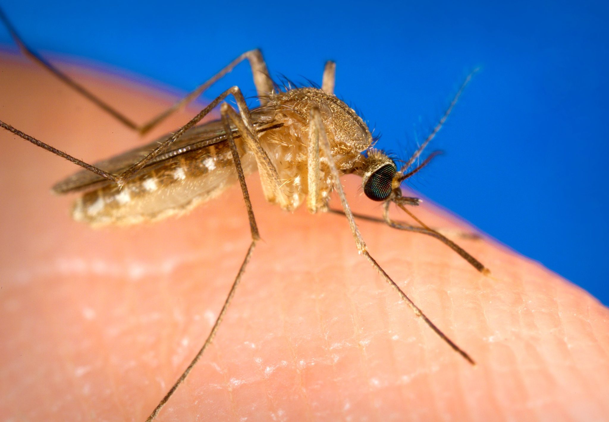 Why Is It Important To Understand Pyrethroid Resistance In Your Area ...