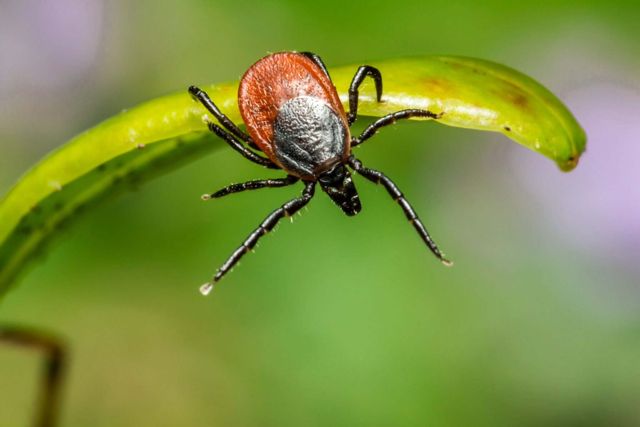 The "Connecticut Tick Management Handbook": A must-read and must-have ...